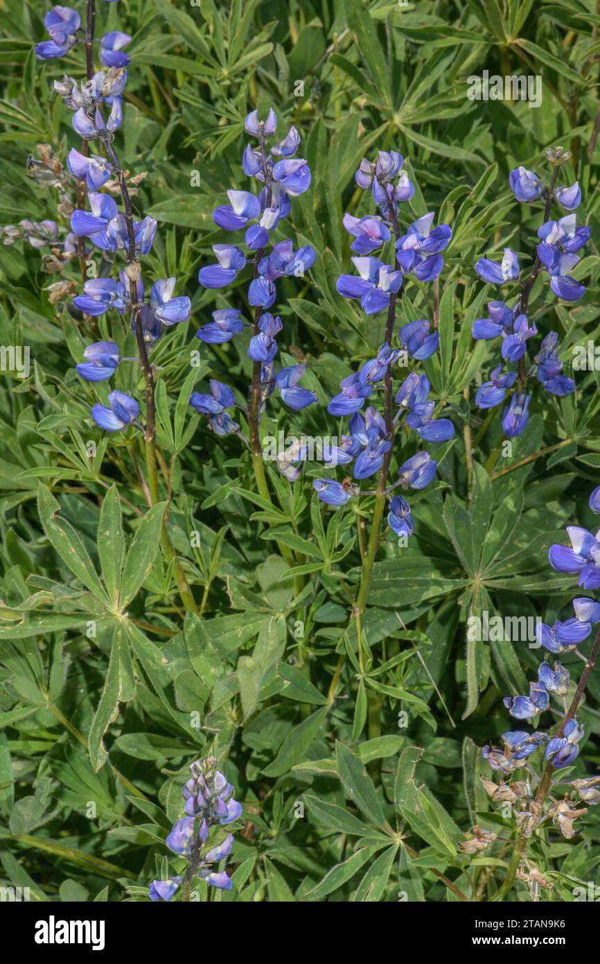 Nootka lupine, Lupinus nootkatensis in flower in the Alps. From Alaska ...
