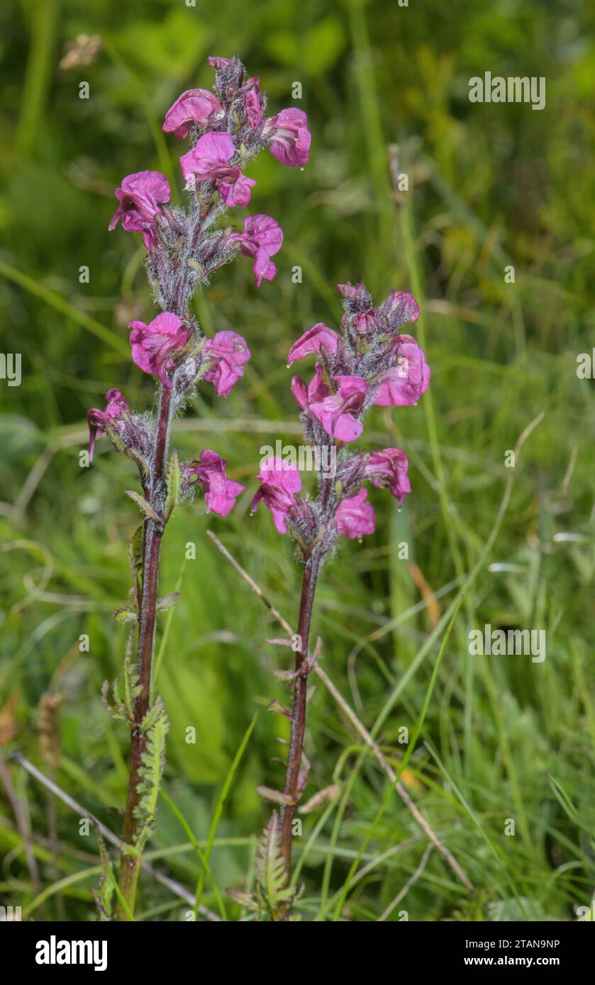Flesh pink lousewort hi-res stock photography and images - Alamy