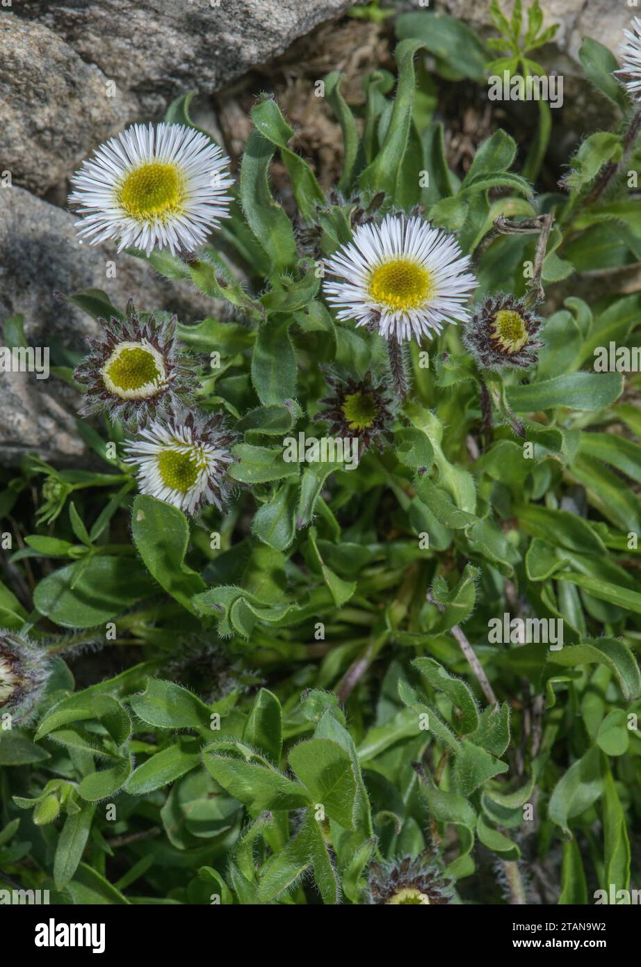 Erigeron uniflorus subsp aragonensis hi-res stock photography and ...