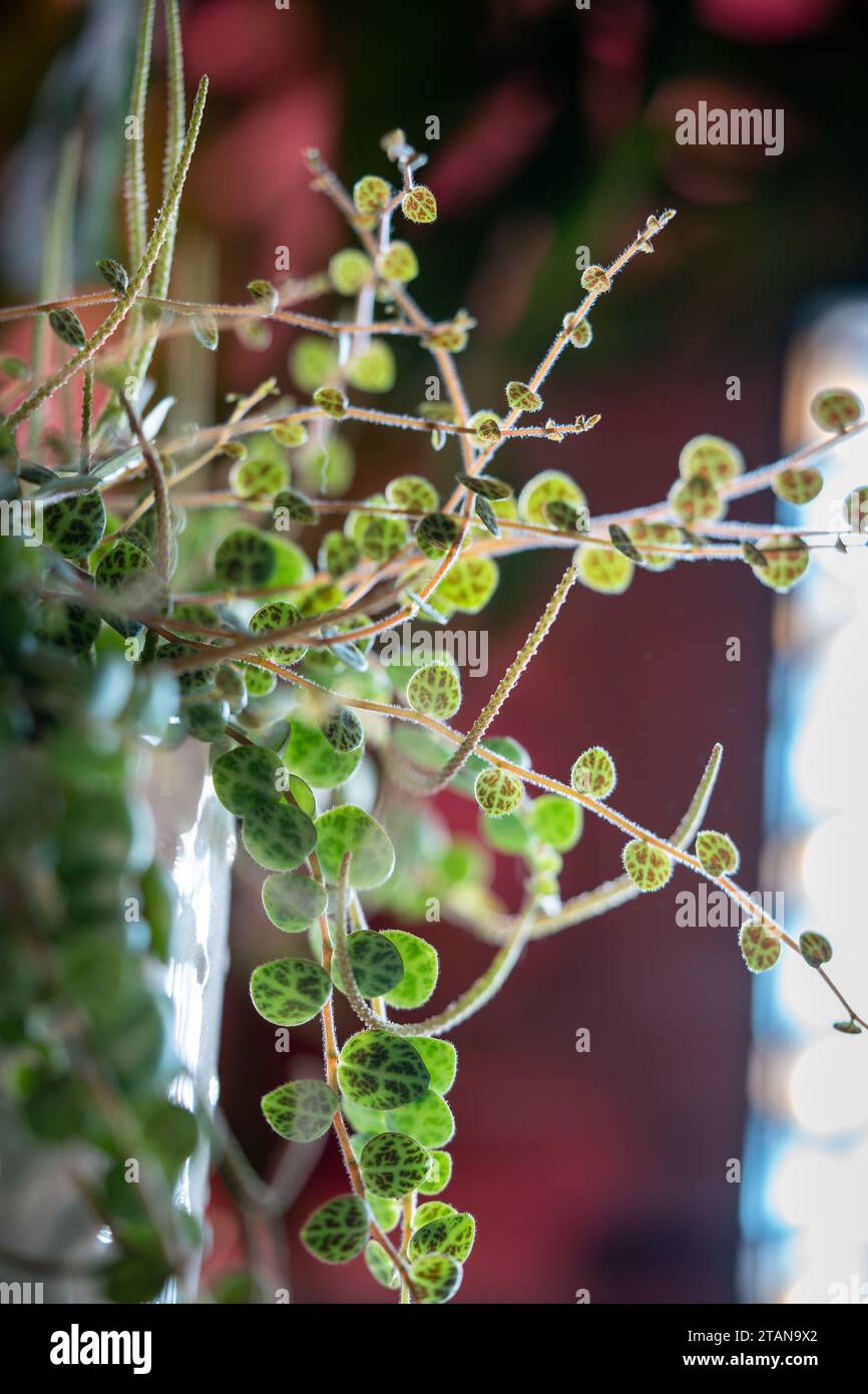 String of turtles flower hi-res stock photography and images - Alamy