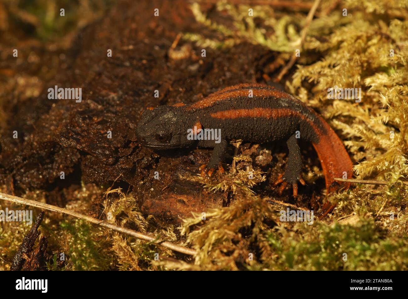 Natural closeup on the endangered Asian Red-tailed Knobby Newt ...