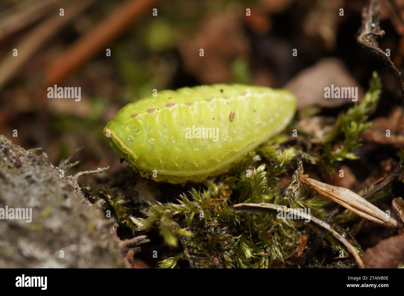 Detailed natural closeup on somewhat unusual, green caterpillar of the ...