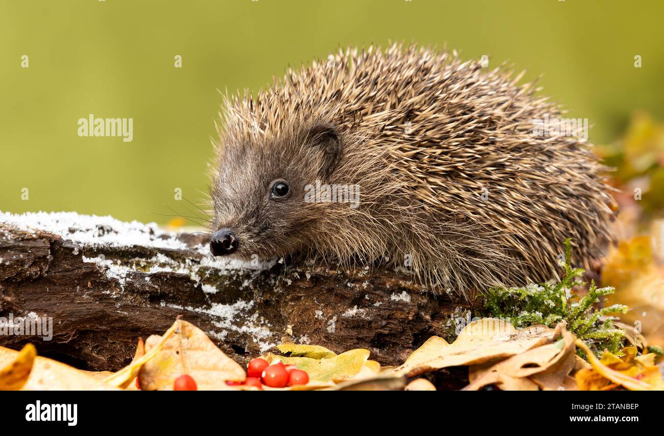 Wild, native hedgehog foraging in hedgehog friendly garden. Taken ...