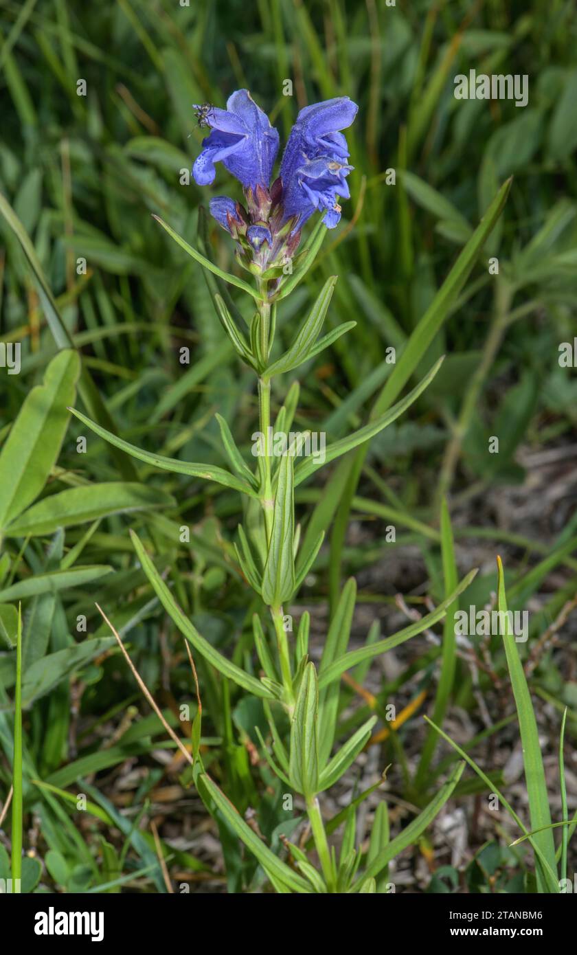 Northern Dragonhead, Dracocephalum ruyschiana in flower in the Vanoise ...