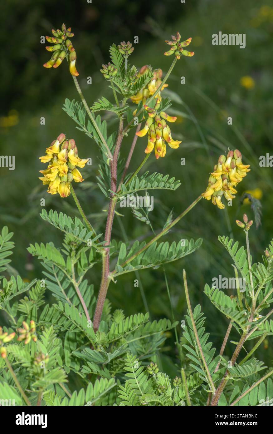 Mountain lentil, Astragalus penduliflorus, in flower in the French Alps ...