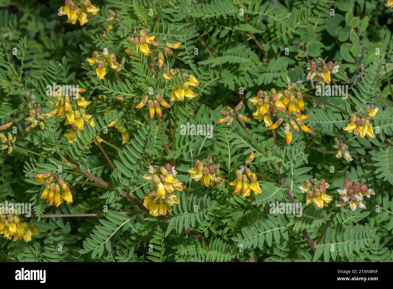 Mountain lentil, Astragalus penduliflorus, in flower in the French Alps ...