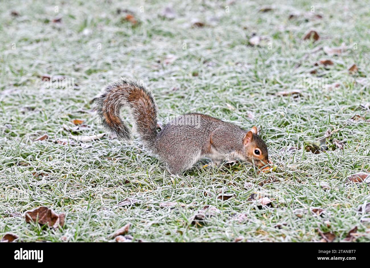 Frost squireel hi-res stock photography and images - Alamy