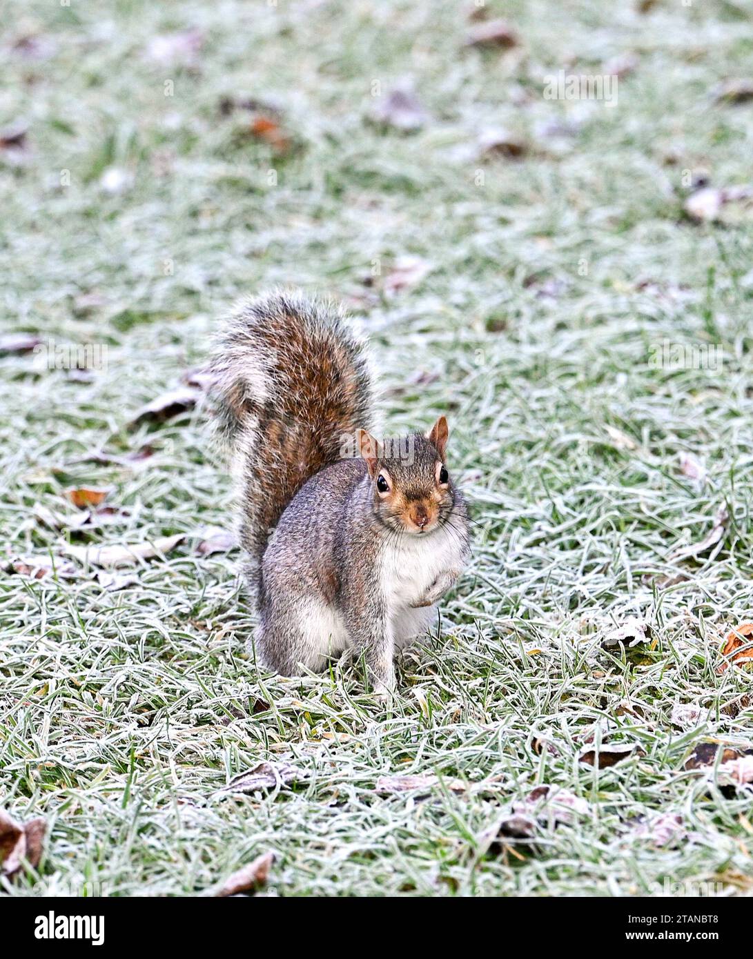 Frost squireel hi-res stock photography and images - Alamy