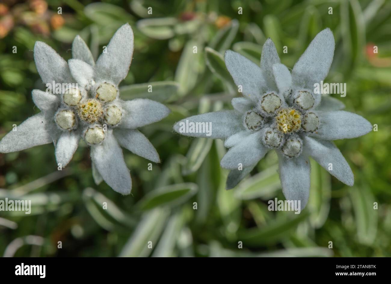 Edelweiss, Leontopodium nivale, in flower in the French Alps Stock ...