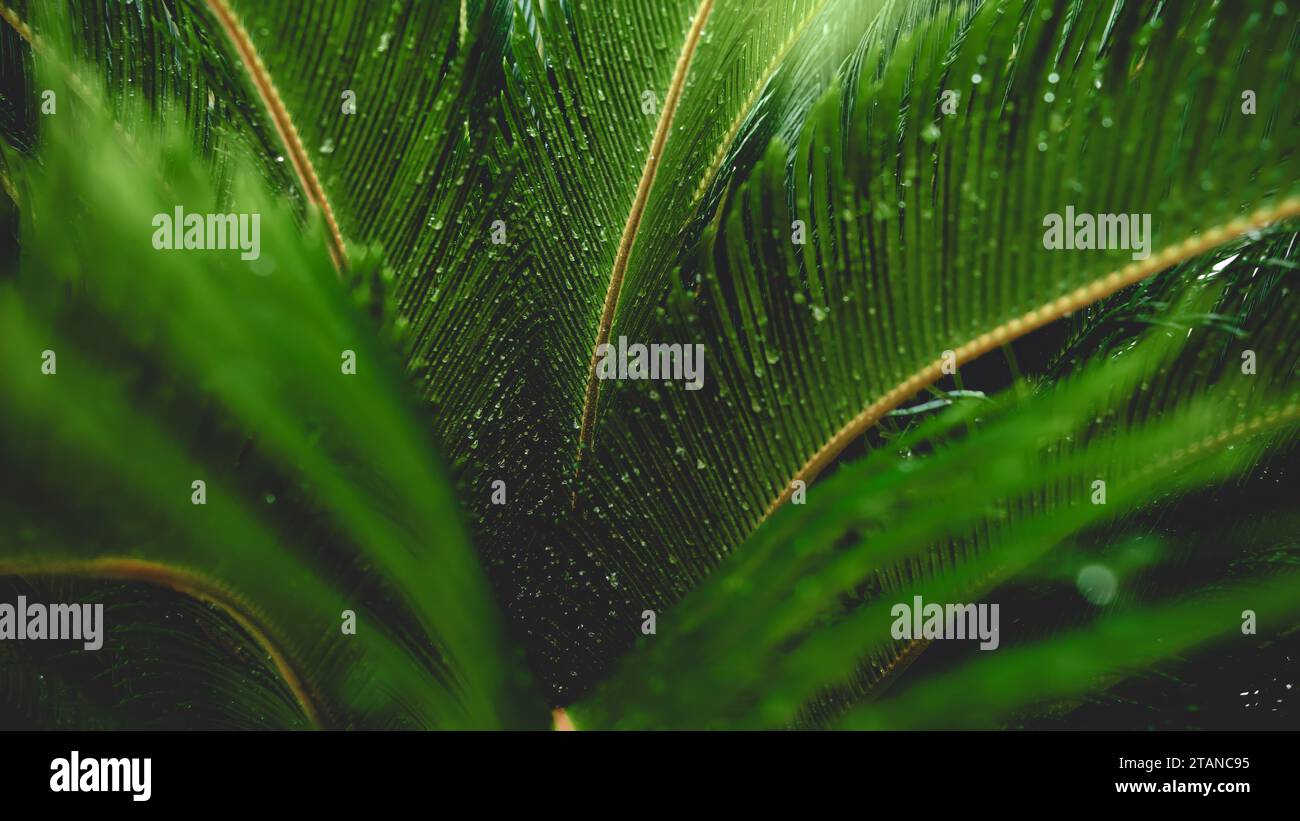 Moving shot through rainforest jungle hi-res stock photography and ...