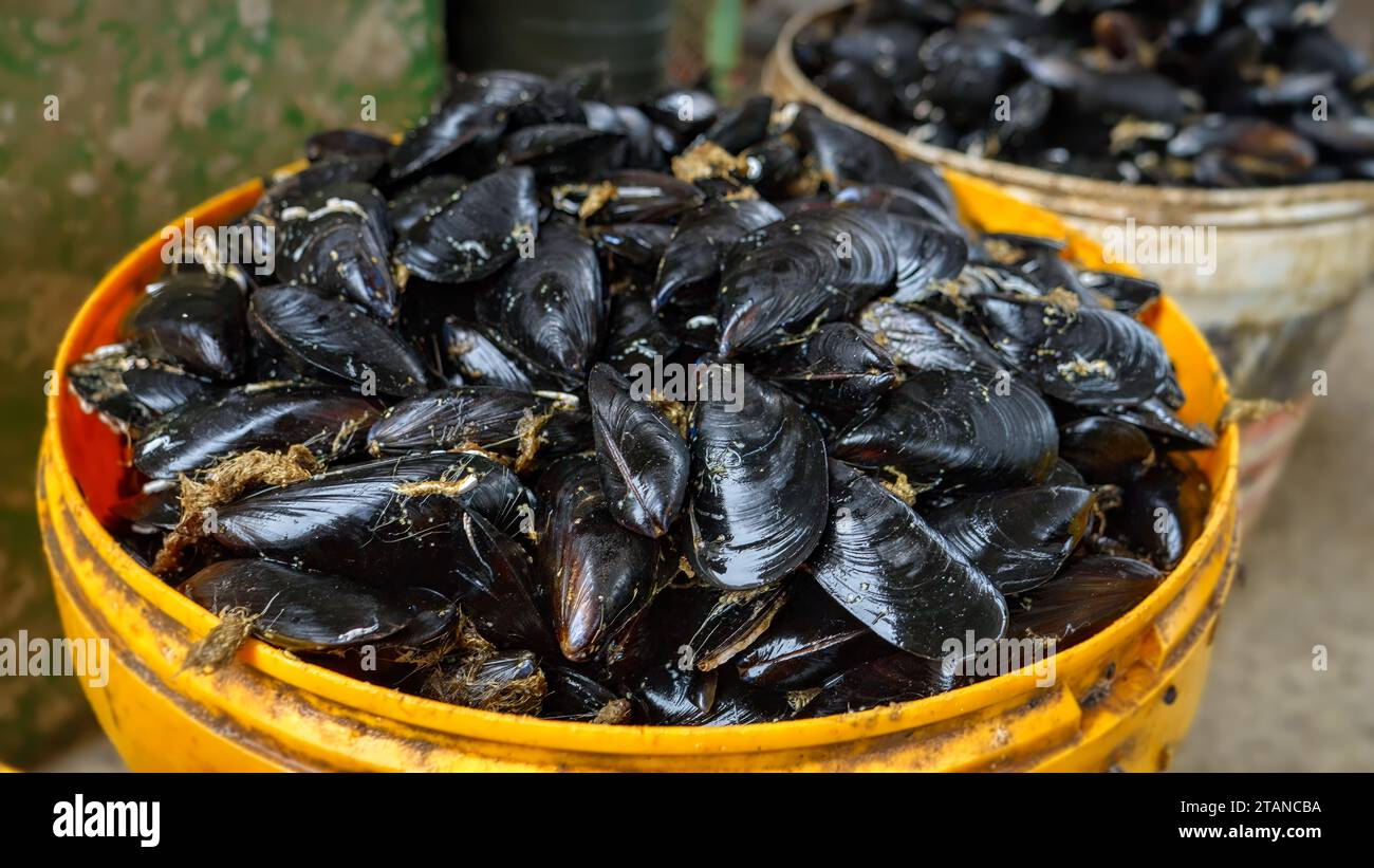 Closeup shot of raw mussels in shells in plastic buckets on fish market ...