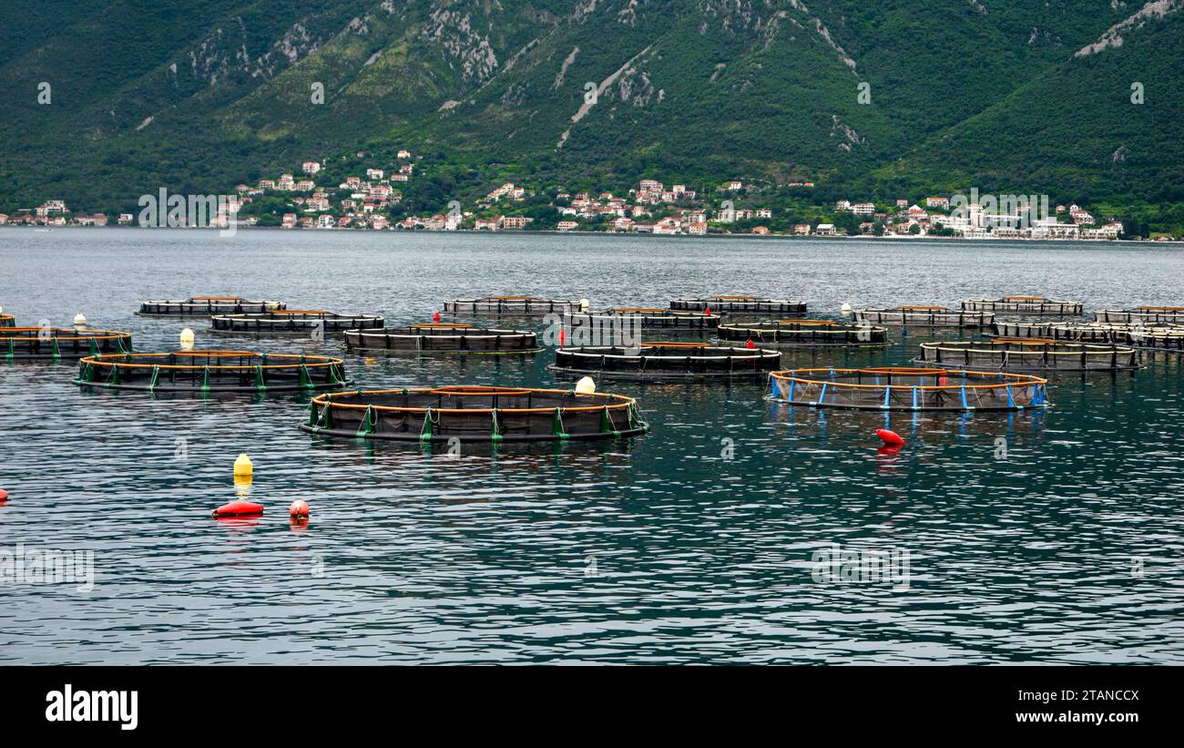 Floating round fish or mussel farms at sea bay. Seafood business and ...