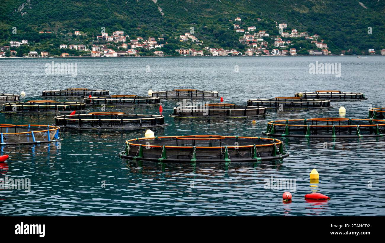 Round floating fish farms on the sea. Growing seafood, mussels and ...