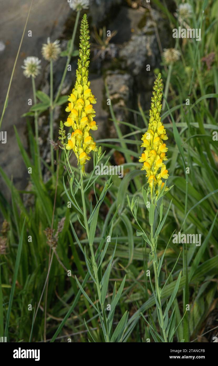 Italian wildflowers hi-res stock photography and images - Alamy