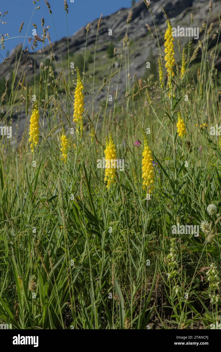 Italian wildflowers hi-res stock photography and images - Alamy