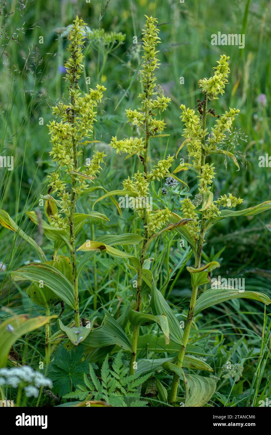 White false Helleborine, Veratrum album, in flower in mountain meadows, French Alps Stock Photo ...