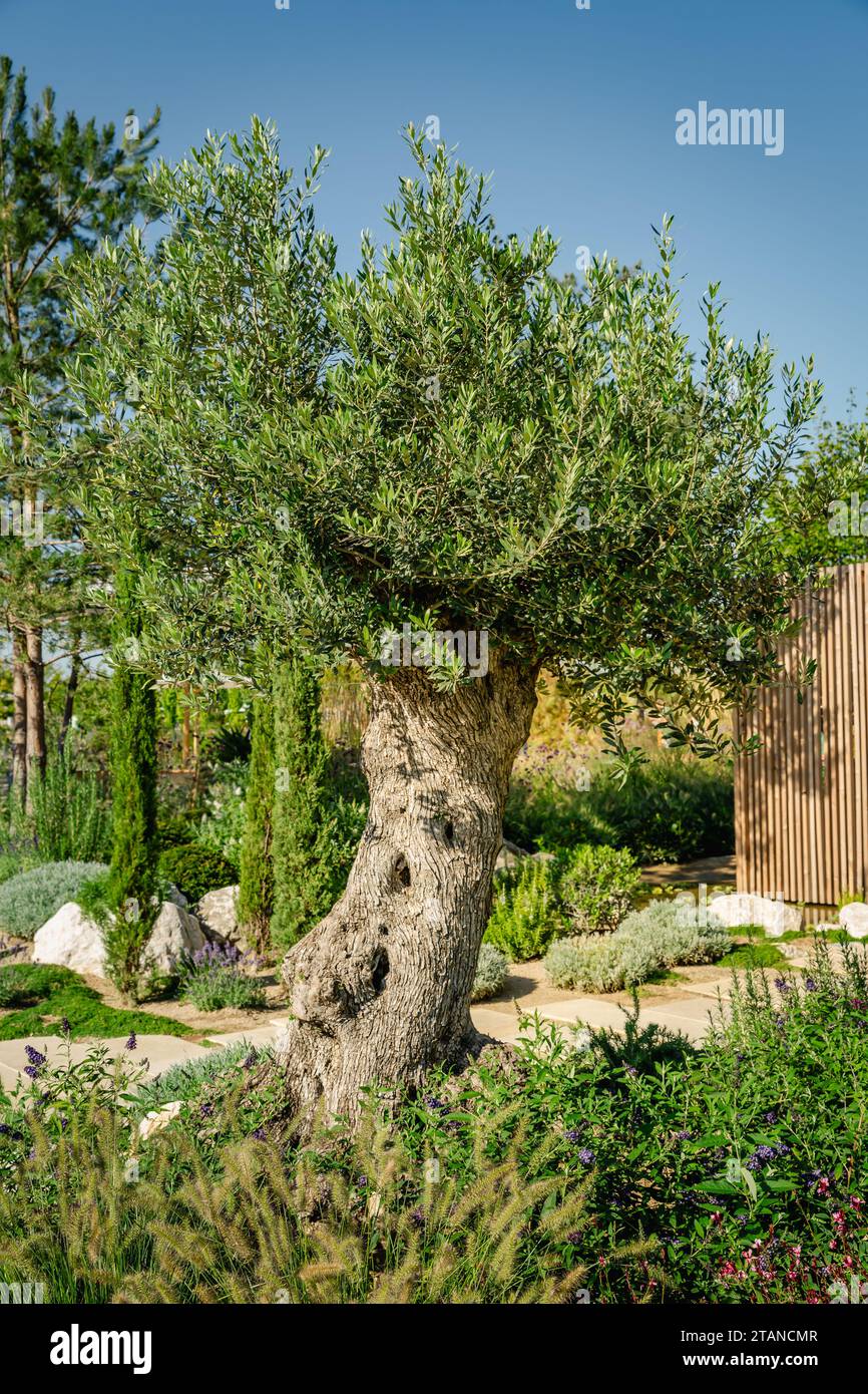 Mediterranean garden with olive tree, plants and garden path Stock ...