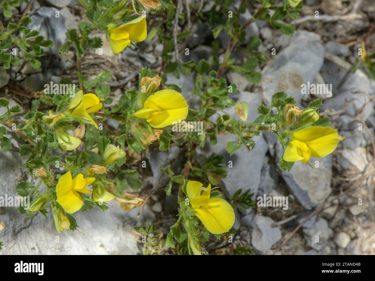 Ononis columnae hi-res stock photography and images - Alamy