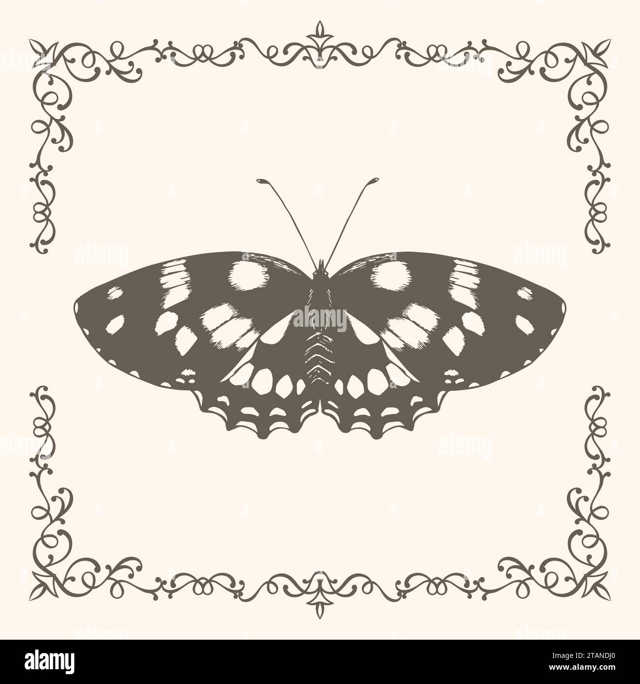 Vintage butterfly drawing with frame Stock Vector Image & Art - Alamy