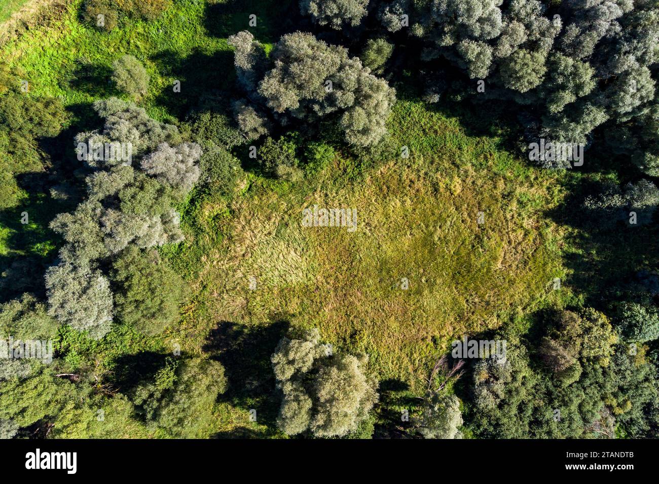 Aerial view of an unovergrown area surrounded by trees growing in a ...