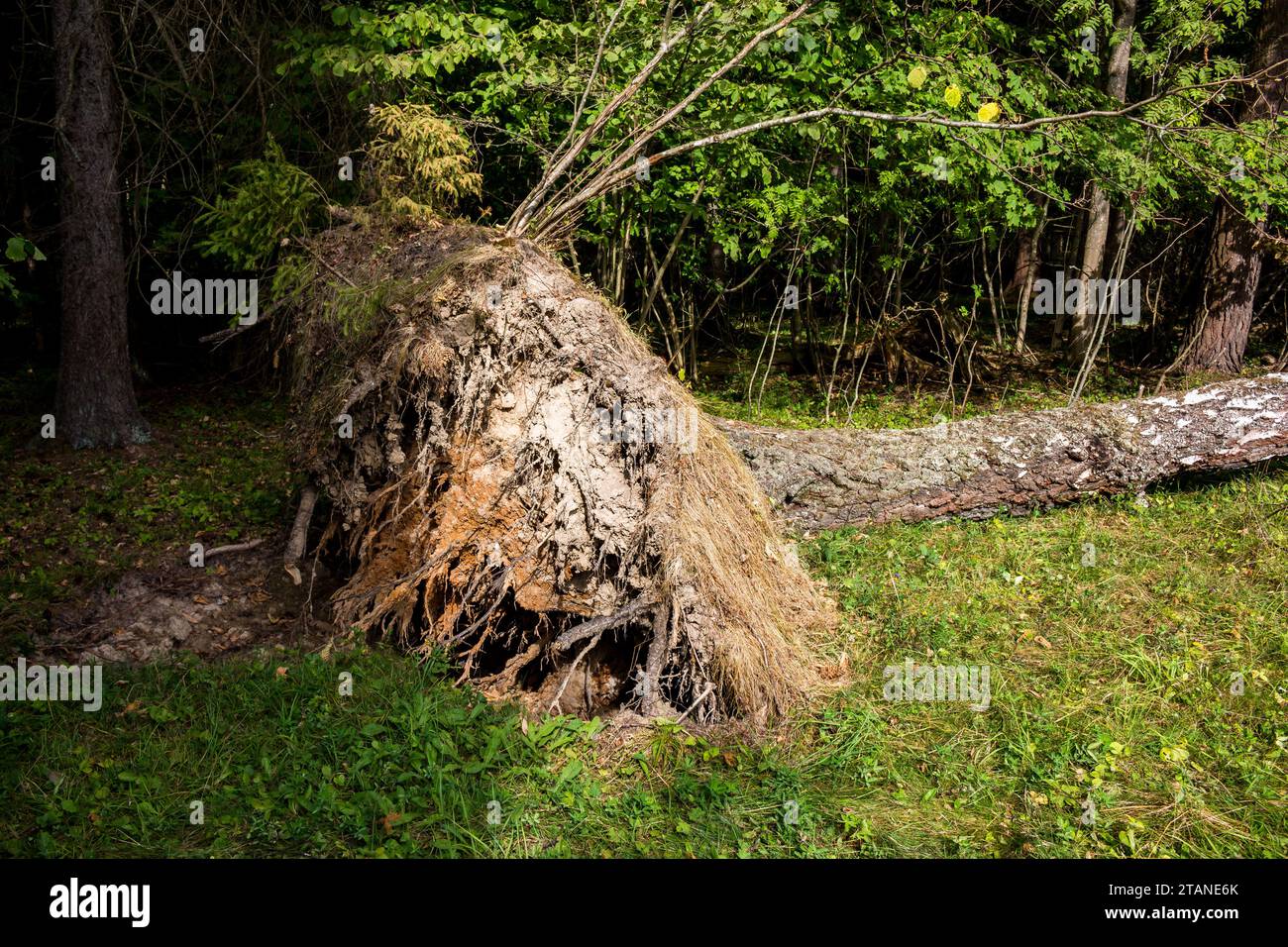 Weakened forest hi-res stock photography and images - Alamy