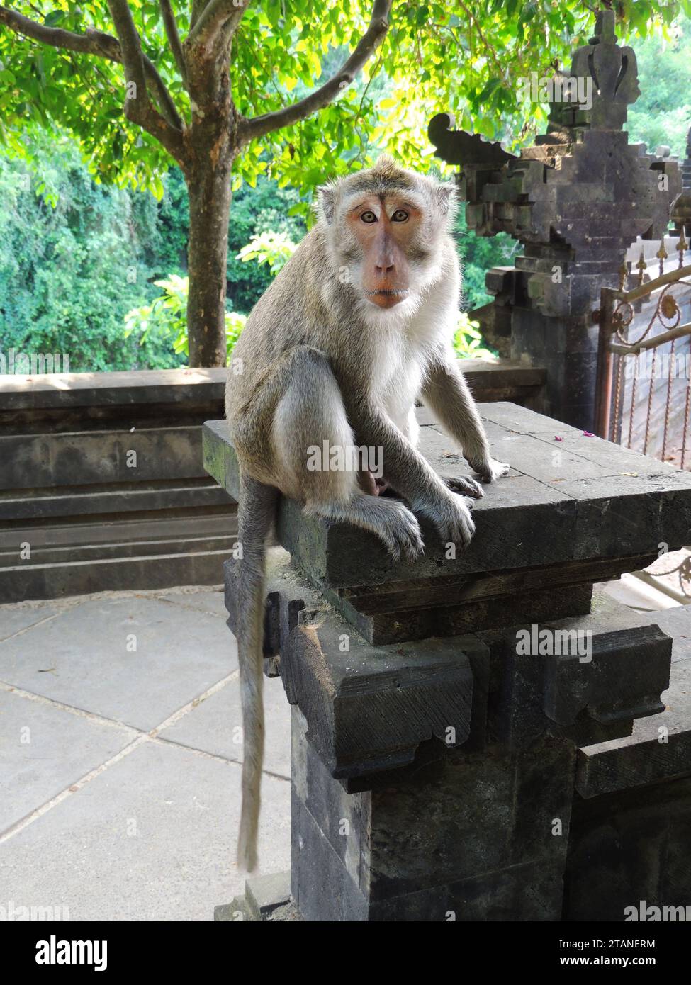 Balinese long-tailed monkey sitting on a stone column in a pavilion at ...