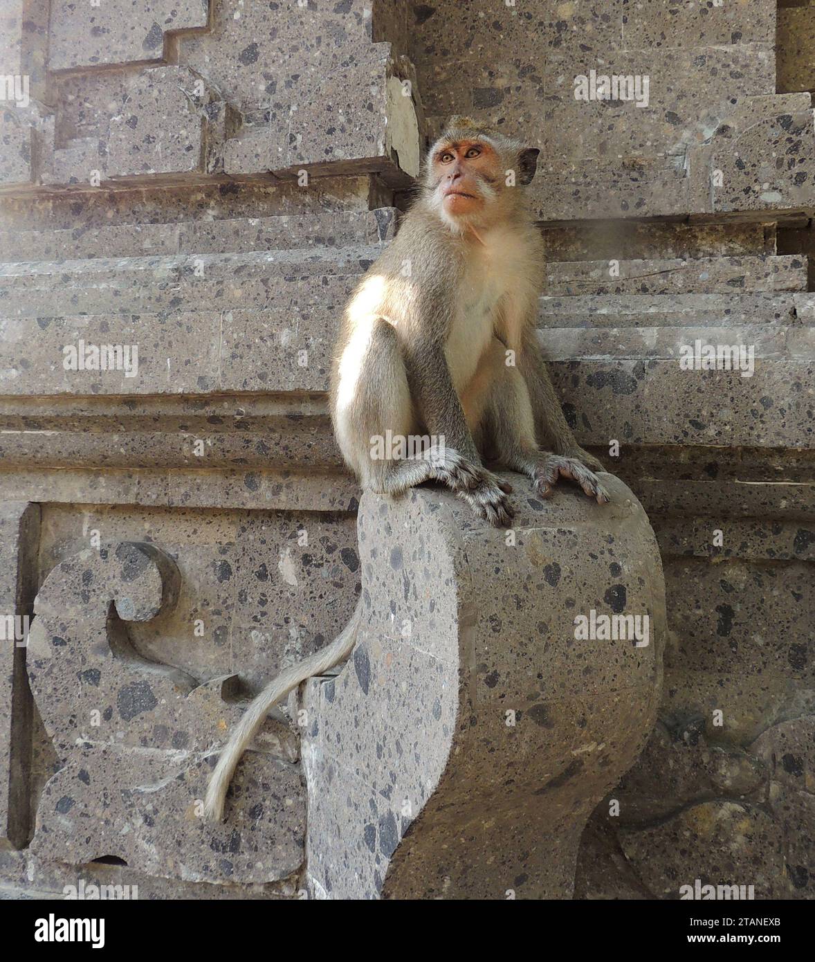 Balinese long-tailed monkey sitting on a stone column in a pavilion at ...