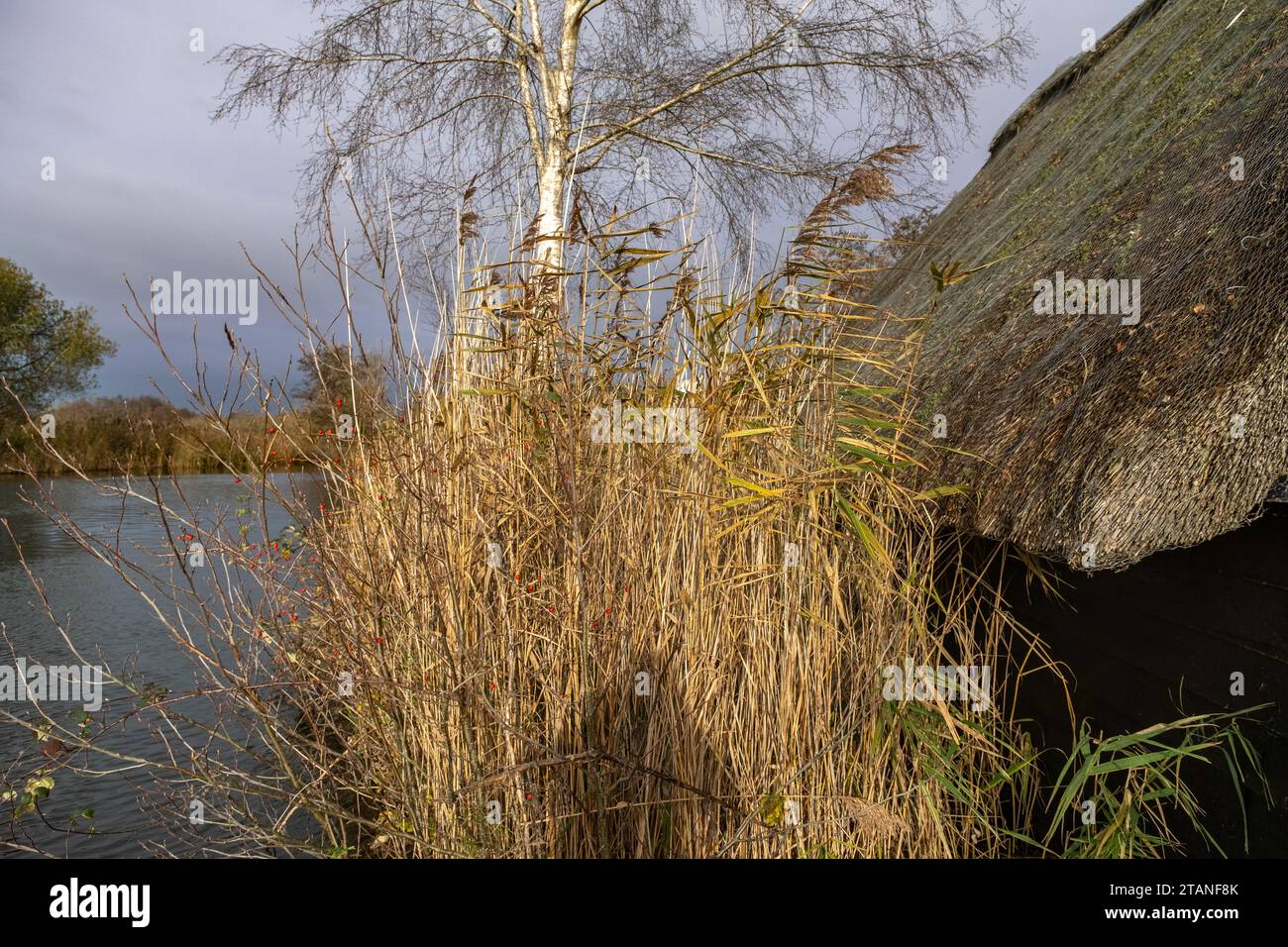 Golden reed bed next to a wooden boat shed with a thatched roof Stock ...