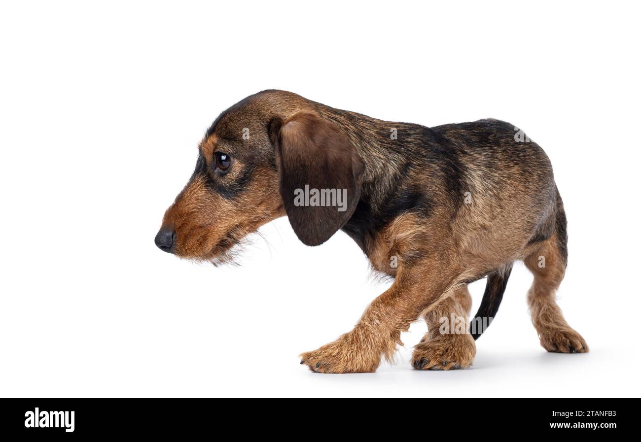 Teckel puppy hi-res stock photography and images - Alamy