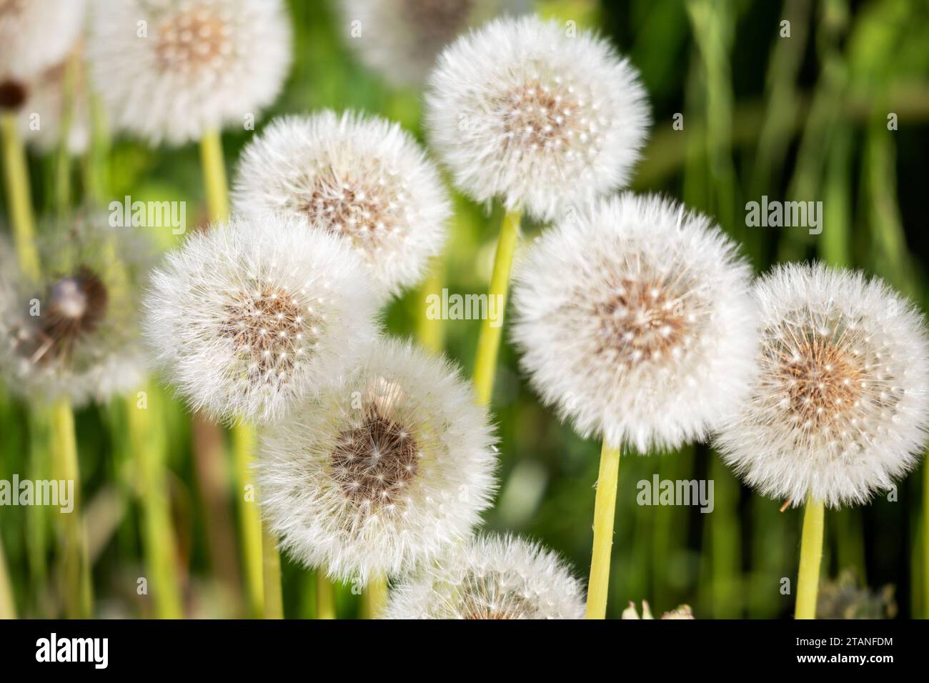 Green grass on wind beautiful hi-res stock photography and images - Alamy