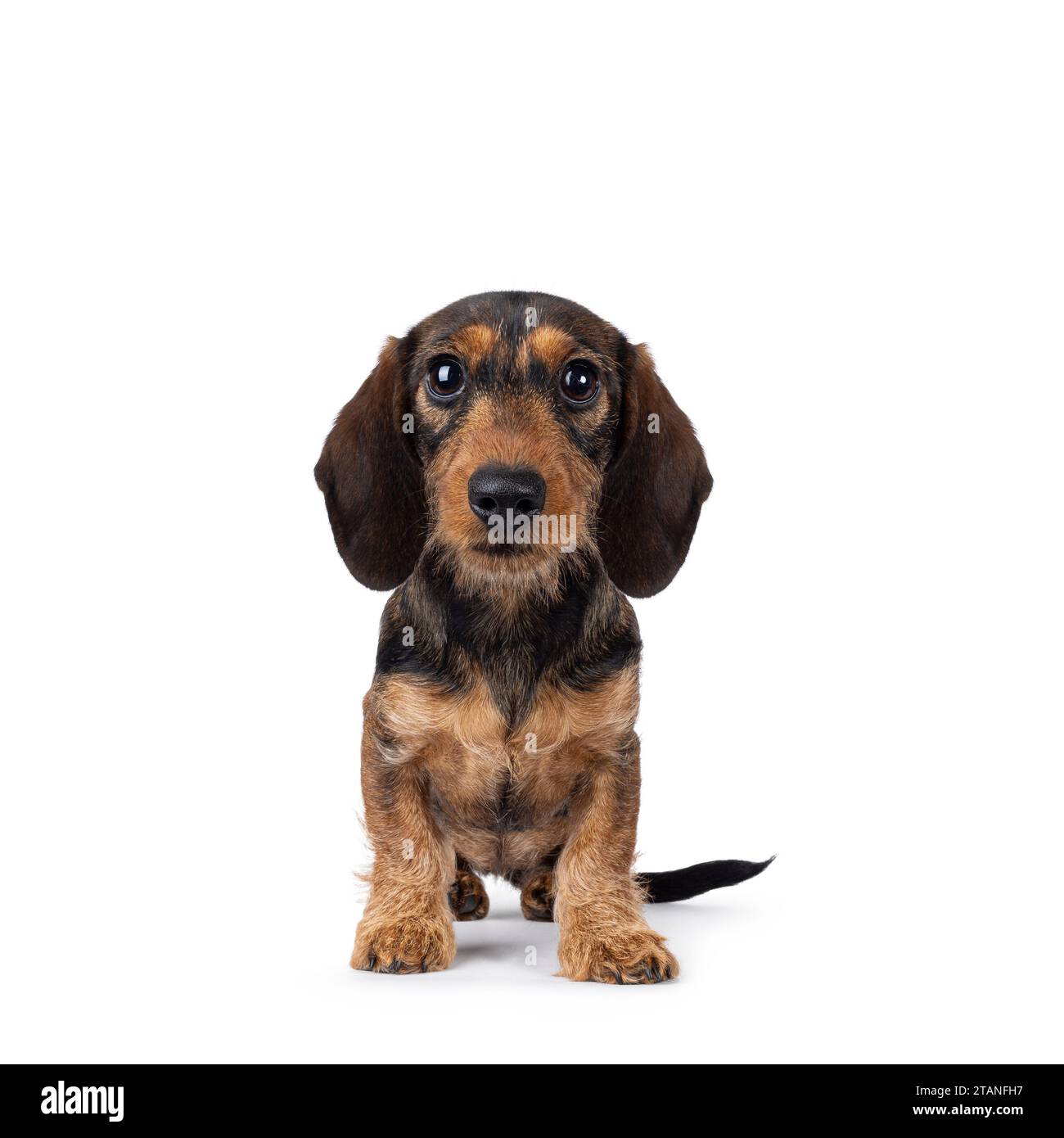 Adorable brown teckel dog pup, sitting up facing front. Looking towards ...