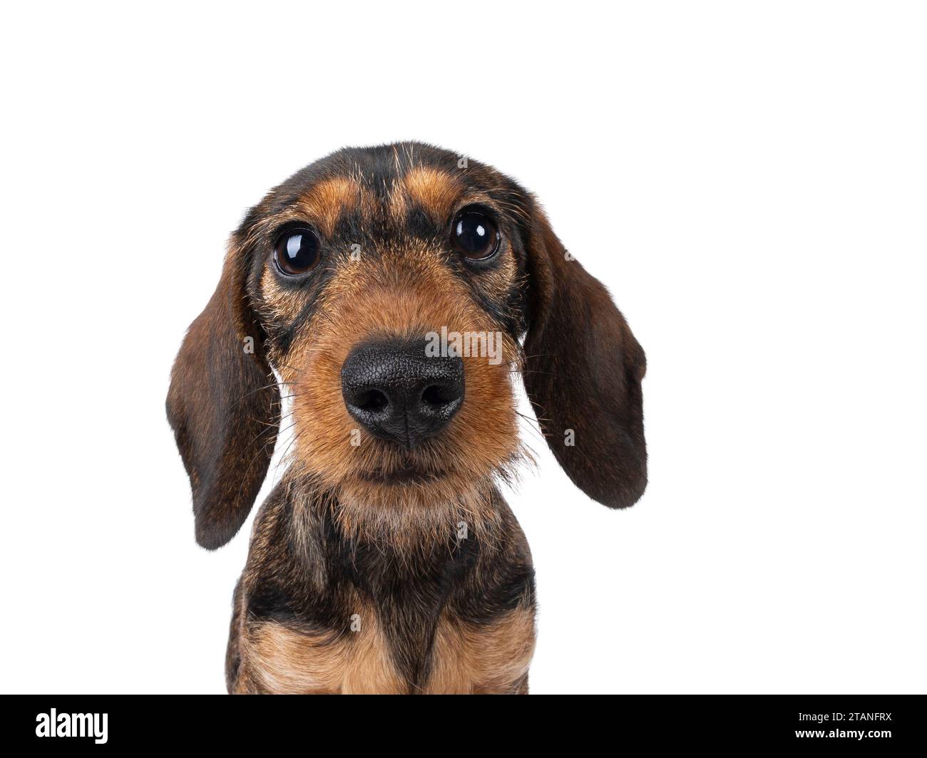 Wide angle head shot of adorable brown teckel dog pup, sitting facing ...
