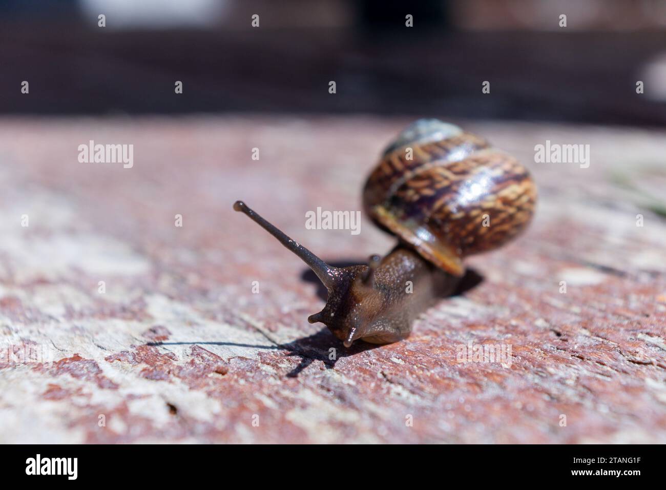 close-up of a small brown snail that has crawled out of the house and ...