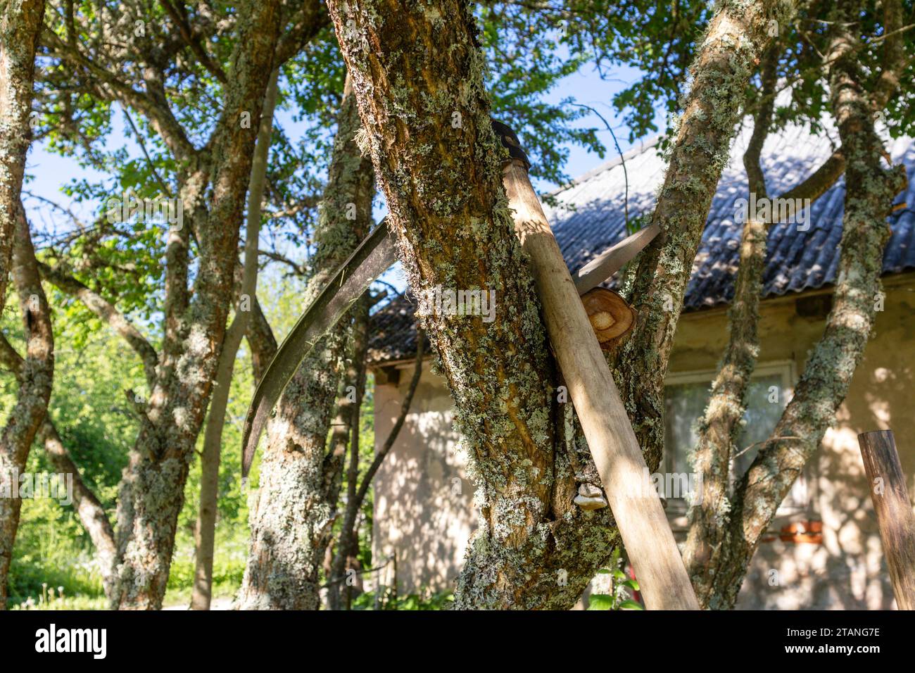 a scythe hung between the branches of a tree Stock Photo - Alamy