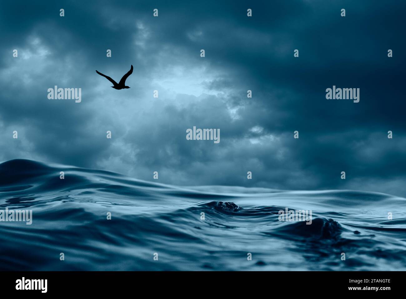 Ocean waves bird hi-res stock photography and images - Alamy