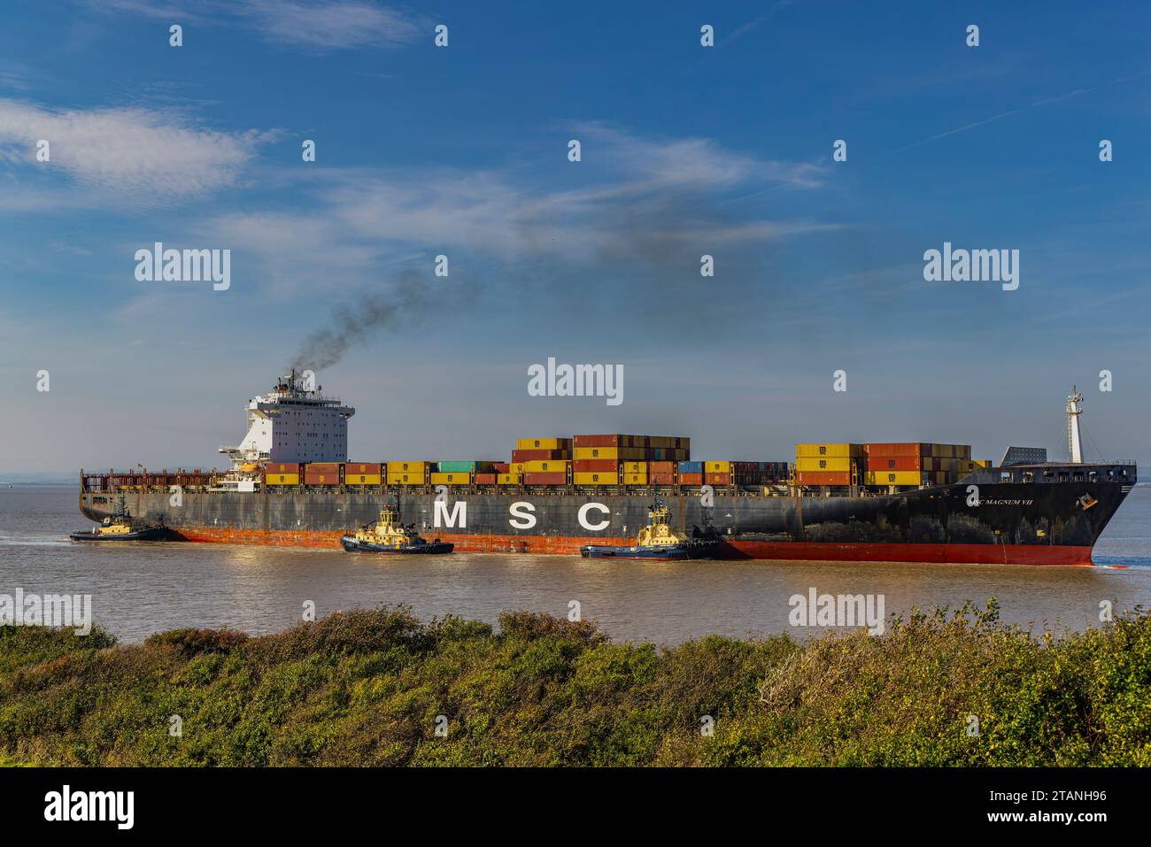 Container vessel MSC Magnum VII surrounded by tugs Stock Photo - Alamy