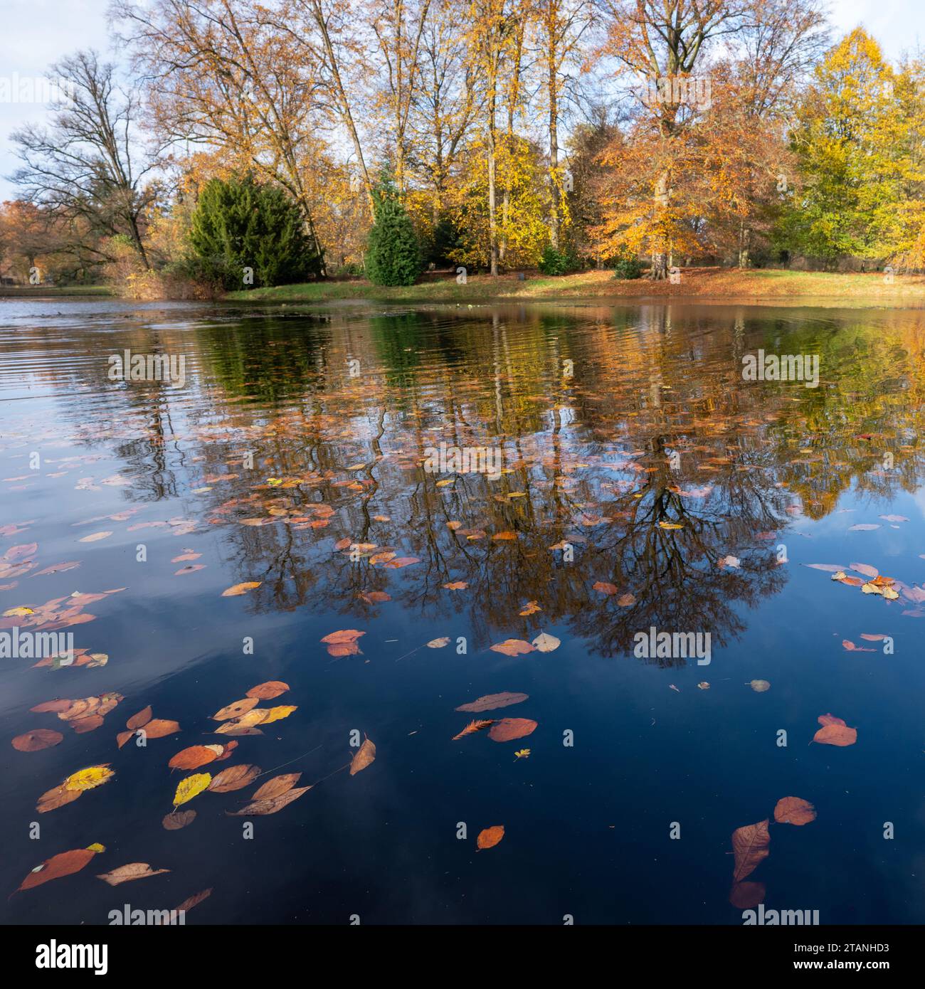 autumn leaves float on water of pond with reflections Stock Photo - Alamy