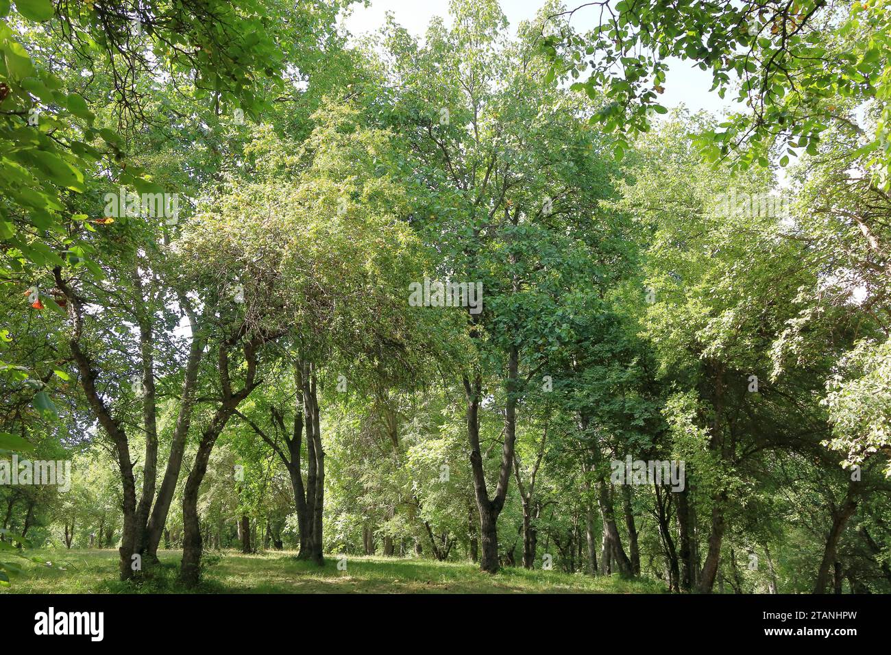 Walnut trees in a walnut forest with fence in Arslanbob in Kyrgyzstan ...