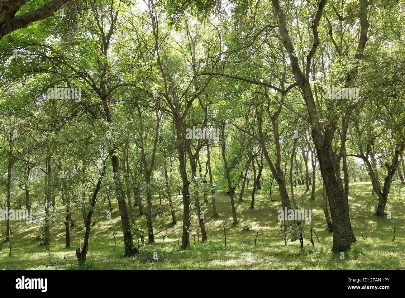 Walnut trees in a walnut forest with fence in Arslanbob in Kyrgyzstan ...