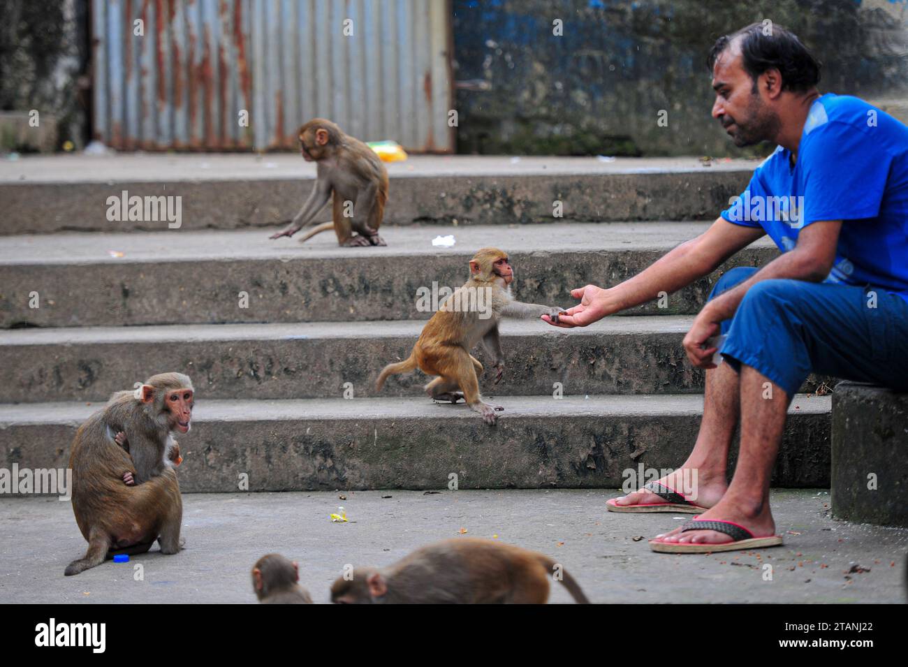 A Rhesus Macaque monkey at the geologist chasnipir (R) Shrine premises ...