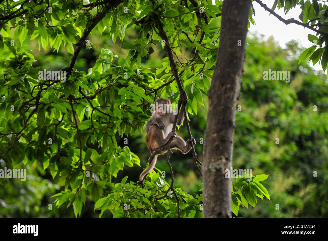A Rhesus Macaque monkey at the geologist chasnipir (R) Shrine premises ...