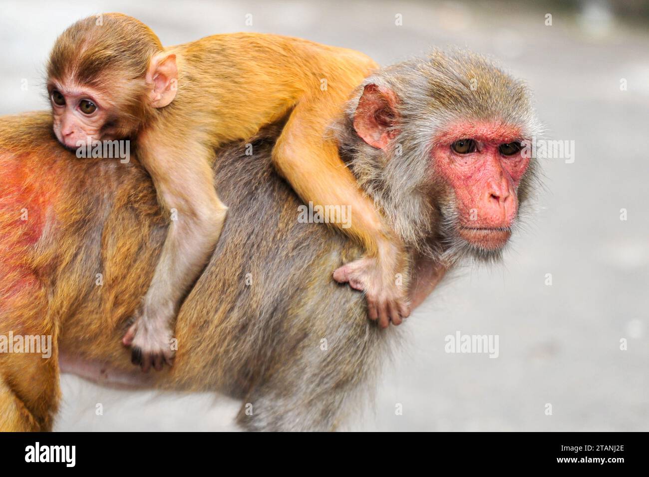 A Rhesus Macaque monkey at the geologist chasnipir (R) Shrine premises ...