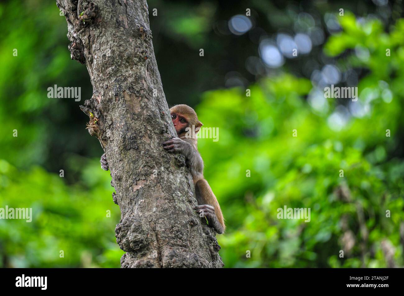 A Rhesus Macaque monkey at the geologist chasnipir (R) Shrine premises ...