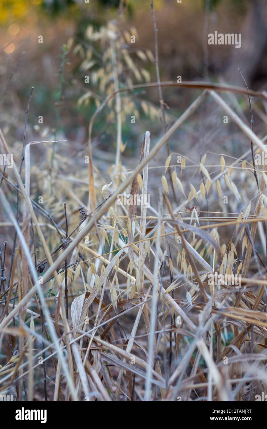 Dry wild grass in a field. Rural background. Close up, low view Stock ...