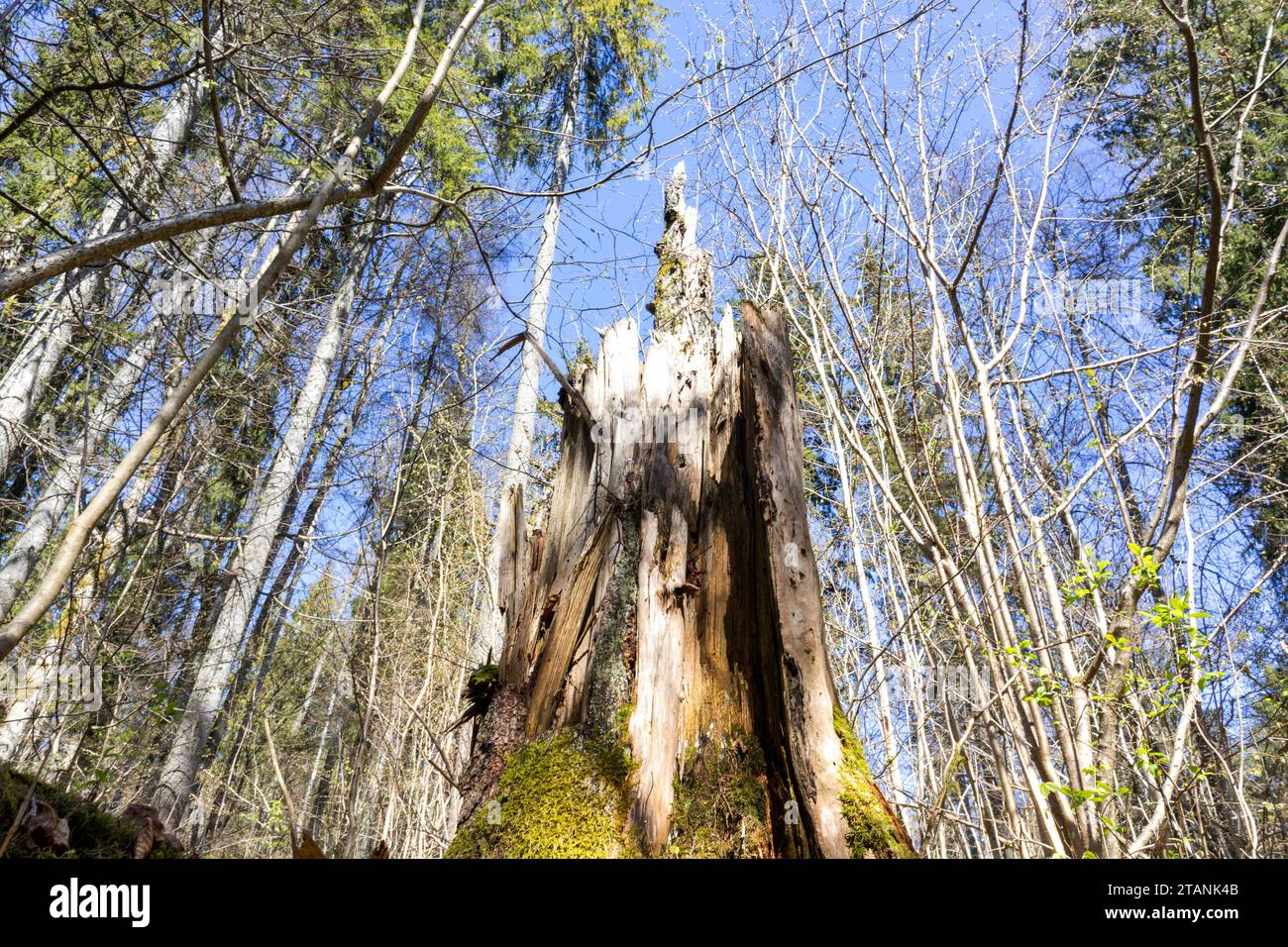 a broken tree stump with a view of the sky among the trees and branches ...