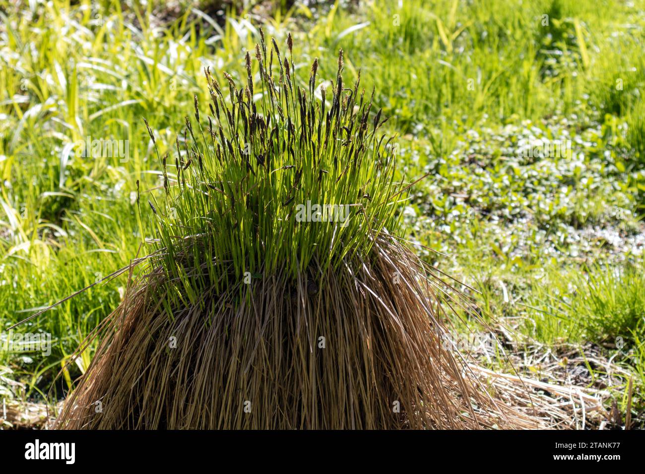 Mound of grass hi-res stock photography and images - Alamy