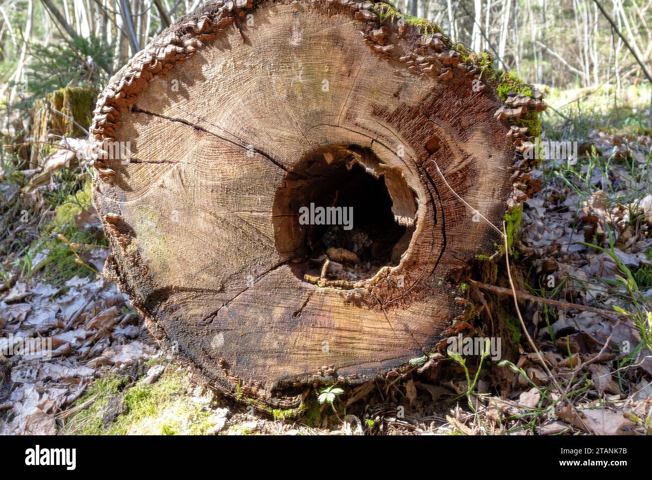 Stone tree stump hi-res stock photography and images - Alamy