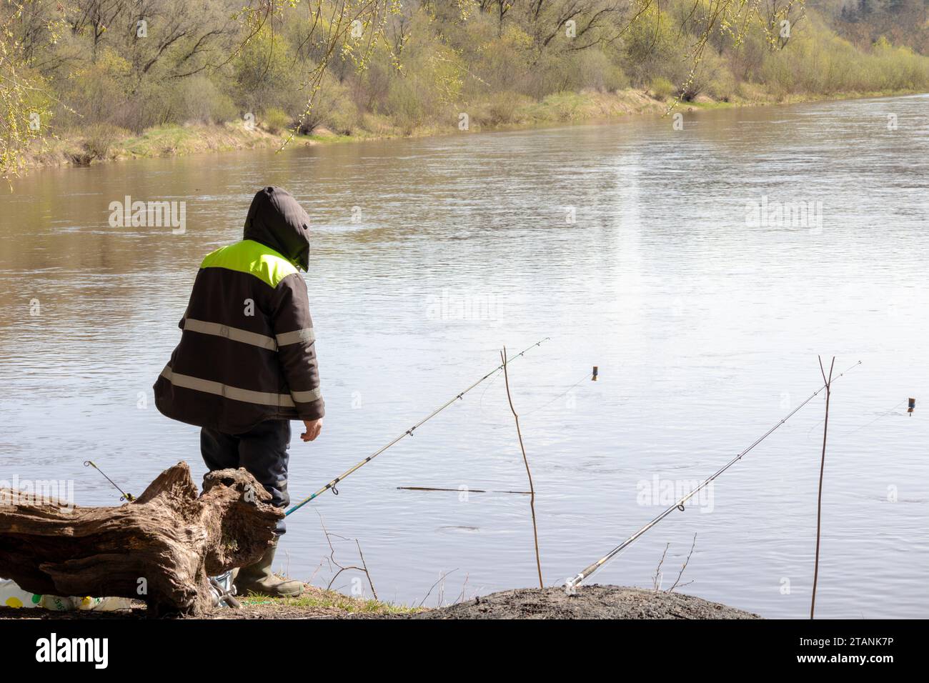 an angler catches fish with several fishing rods on the bank of the ...