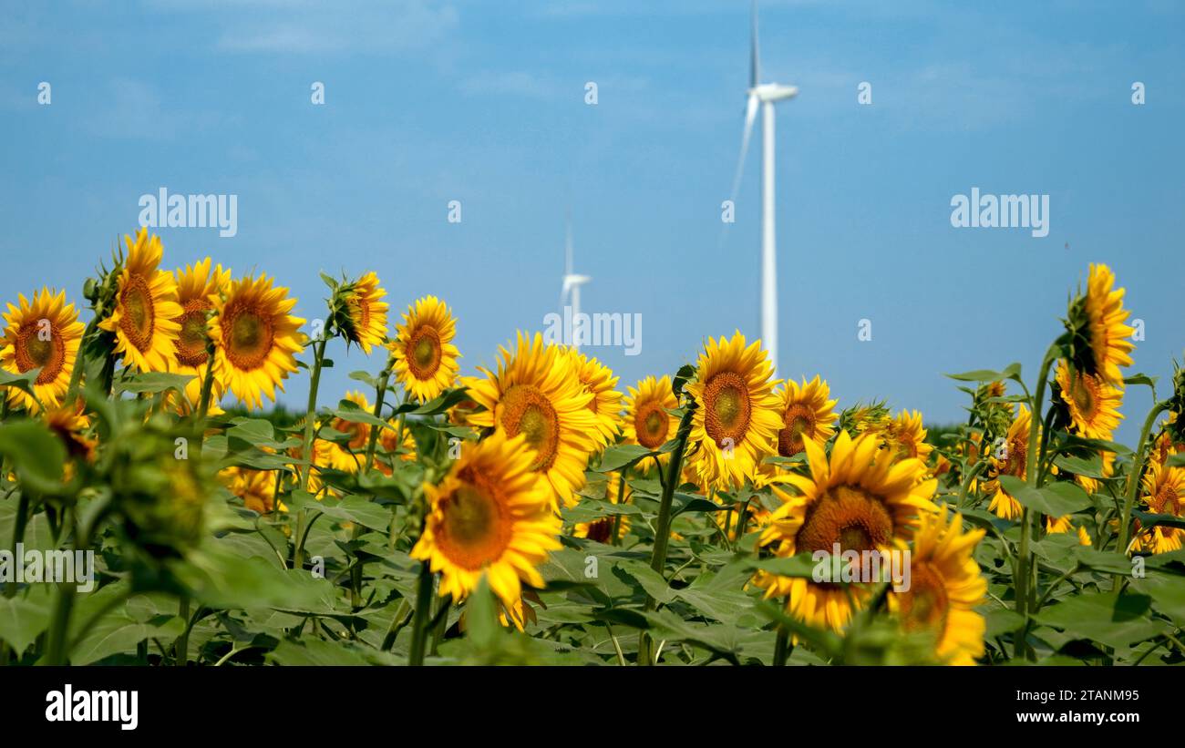 Wind turbines harnessing wind energy in a sunflower field on a bright ...