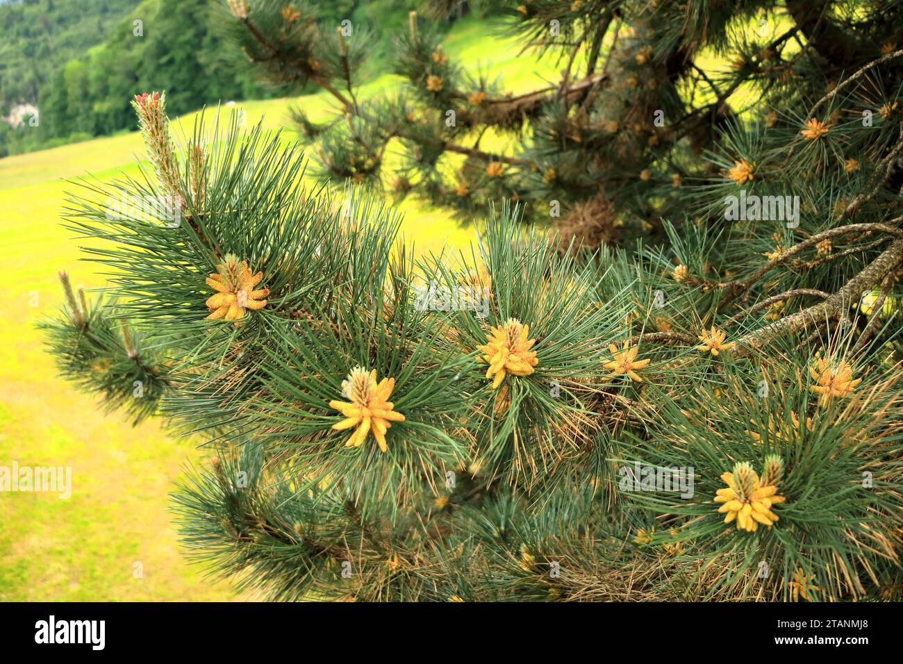 Scots pine male cone pinus sylvestris hi-res stock photography and ...